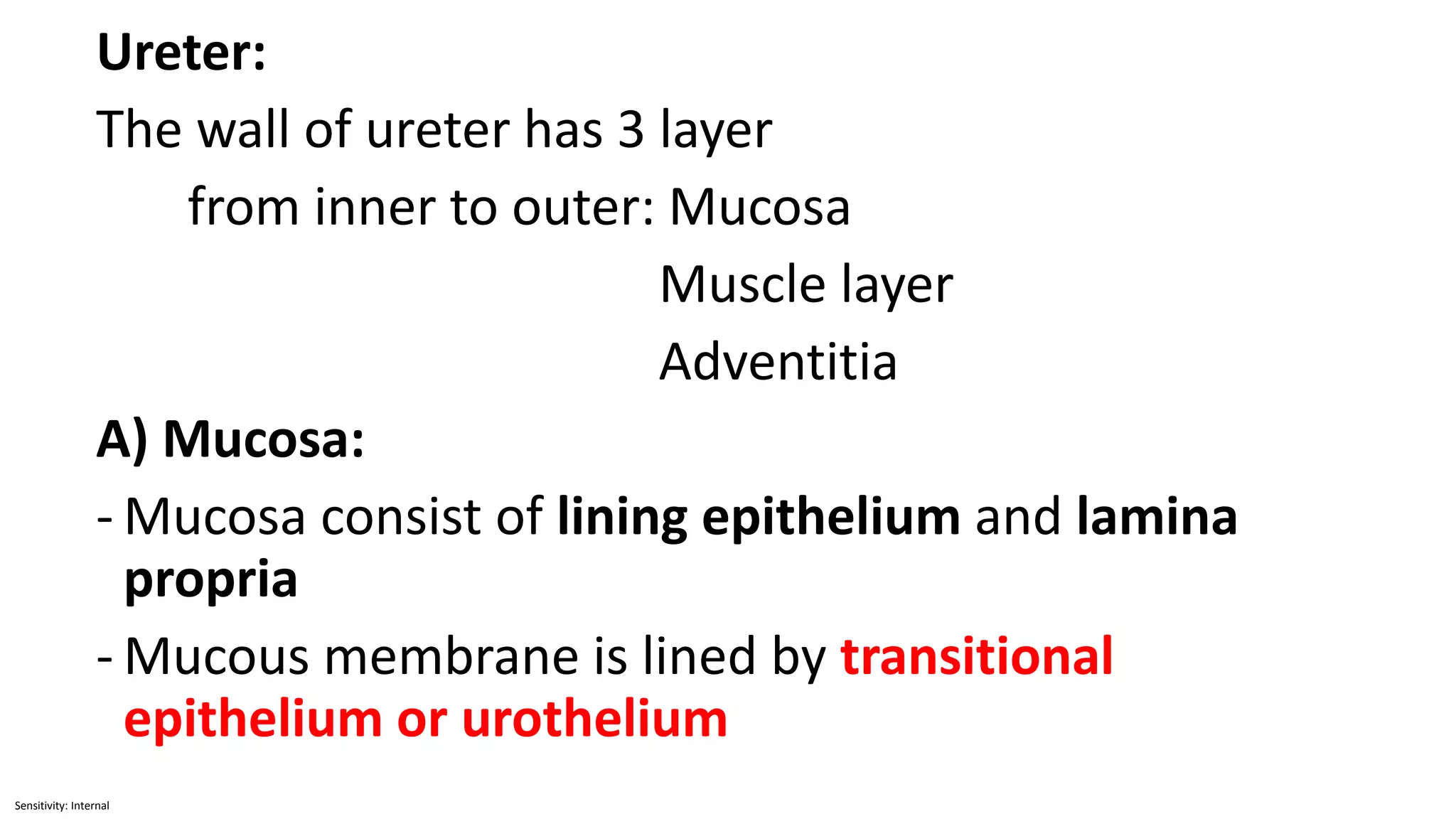 MICROSCOPIC STRUCTURE OF URETER, URINARY BLADDER ,URETHRA.pptx