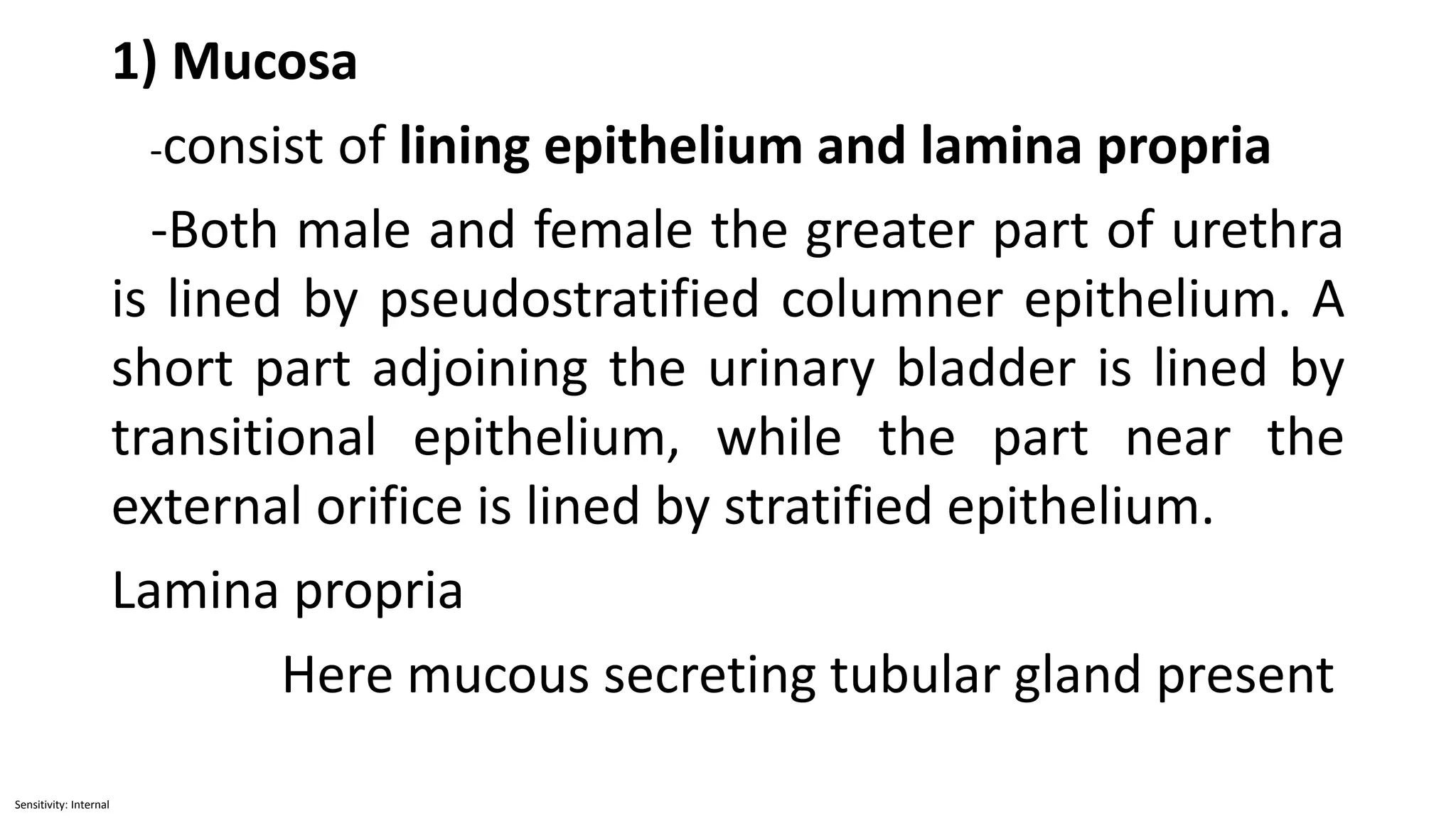 MICROSCOPIC STRUCTURE OF URETER, URINARY BLADDER ,URETHRA.pptx