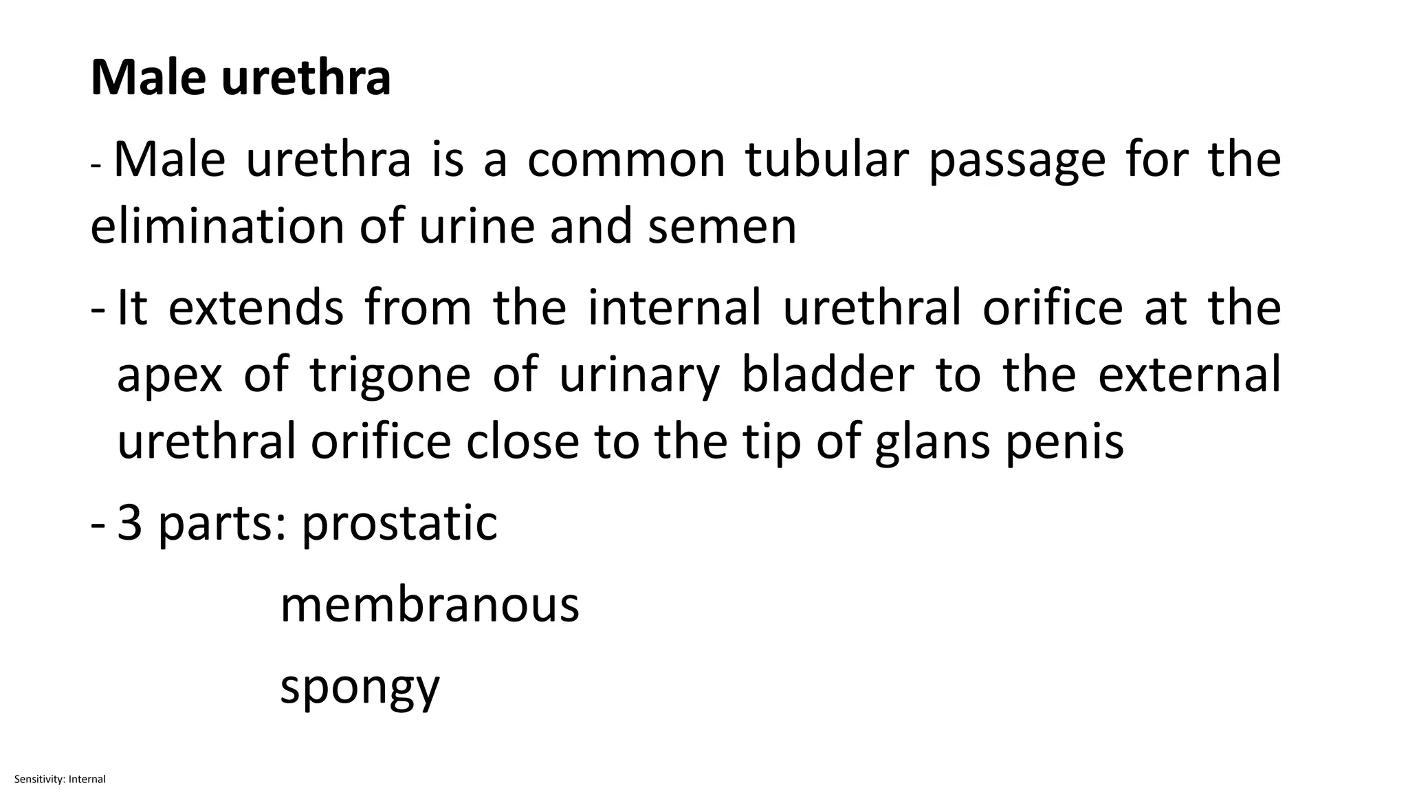MICROSCOPIC STRUCTURE OF URETER, URINARY BLADDER ,URETHRA.pptx