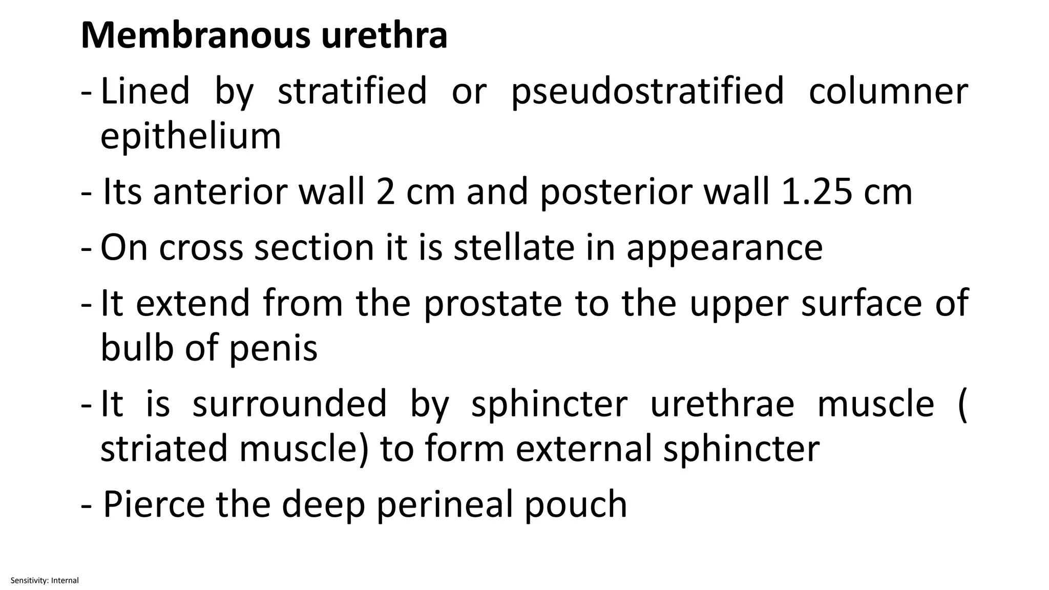 MICROSCOPIC STRUCTURE OF URETER, URINARY BLADDER ,URETHRA.pptx