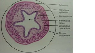 MICROSCOPIC STRUCTURE OF URETER, URINARY BLADDER ,URETHRA.pptx