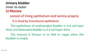 MICROSCOPIC STRUCTURE OF URETER, URINARY BLADDER ,URETHRA.pptx