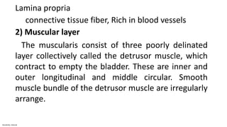 MICROSCOPIC STRUCTURE OF URETER, URINARY BLADDER ,URETHRA.pptx
