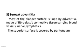 MICROSCOPIC STRUCTURE OF URETER, URINARY BLADDER ,URETHRA.pptx