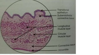 MICROSCOPIC STRUCTURE OF URETER, URINARY BLADDER ,URETHRA.pptx