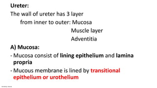 MICROSCOPIC STRUCTURE OF URETER, URINARY BLADDER ,URETHRA.pptx