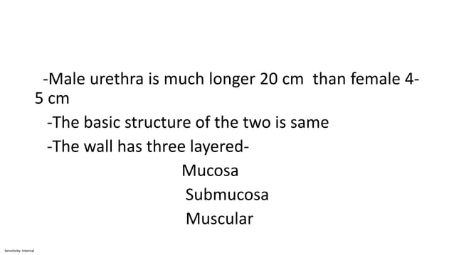 MICROSCOPIC STRUCTURE OF URETER, URINARY BLADDER ,URETHRA.pptx ...