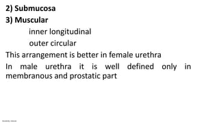 MICROSCOPIC STRUCTURE OF URETER, URINARY BLADDER ,URETHRA.pptx