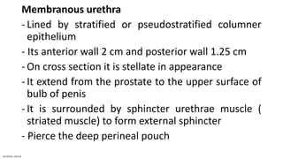 MICROSCOPIC STRUCTURE OF URETER, URINARY BLADDER ,URETHRA.pptx