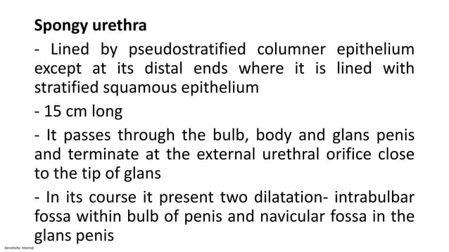 MICROSCOPIC STRUCTURE OF URETER, URINARY BLADDER ,URETHRA.pptx ...