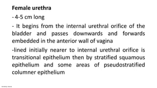 MICROSCOPIC STRUCTURE OF URETER, URINARY BLADDER ,URETHRA.pptx