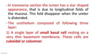 MICROSCOPIC STRUCTURE OF URETER, URINARY BLADDER ,URETHRA.pptx