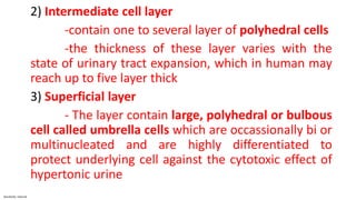 MICROSCOPIC STRUCTURE OF URETER, URINARY BLADDER ,URETHRA.pptx