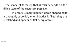 MICROSCOPIC STRUCTURE OF URETER, URINARY BLADDER ,URETHRA.pptx