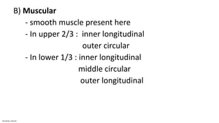MICROSCOPIC STRUCTURE OF URETER, URINARY BLADDER ,URETHRA.pptx