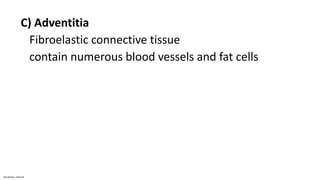 MICROSCOPIC STRUCTURE OF URETER, URINARY BLADDER ,URETHRA.pptx