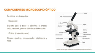 Microscopio | PPTX