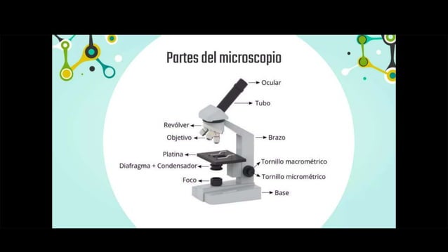microscopio.pptx
