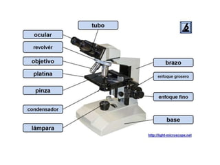 MICROSCOPIO ÓPTICO, PARTES Y FUNCIONES. MANEJO | PPTX