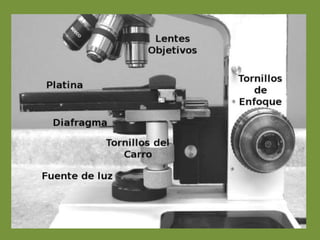 MICROSCOPio y como usarlo paso a paso :) | PPTX