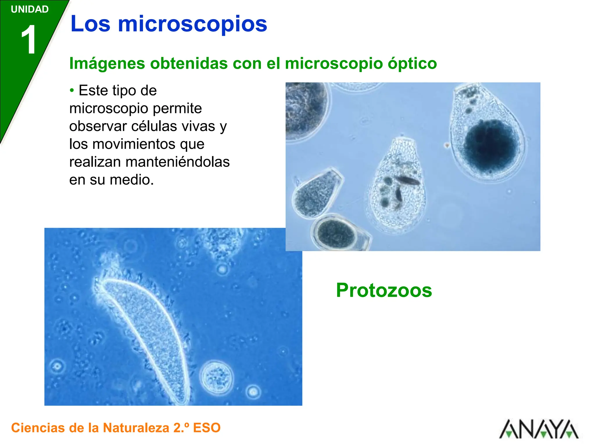 historia del microscopio,clasificacion y usos | PPT