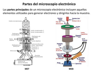 Microscopios electronicos, microscopio electronico de barrido y de ...