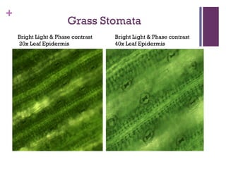 Microscopy | PPT