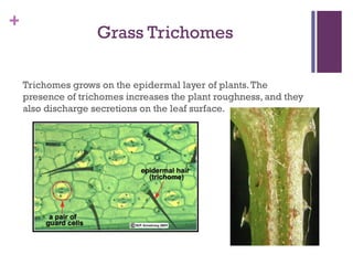 Microscopy | PPT