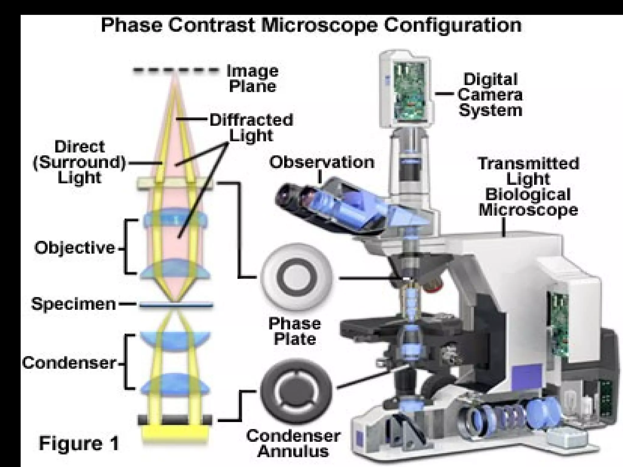 Microscopy | PPT