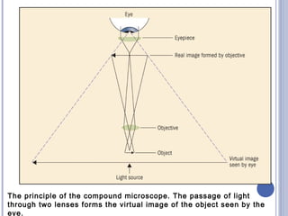 Microscopy | PPT