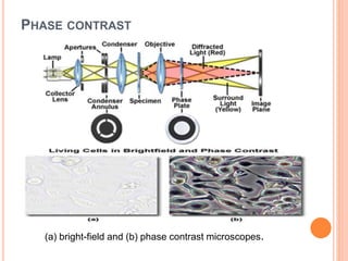 Introducation to Microscopy | PPTX | Photography | Arts and Crafts