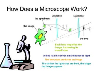 Microscopy | PPT | Photography | Arts and Crafts