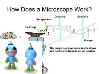 Microscopy | PPT