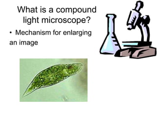 Compound Light Microscope Specimen