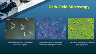 Microscopy | PPTX