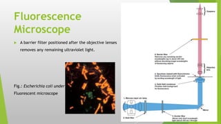 Microscopy | PPT