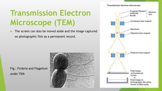 Microscopy | PPT