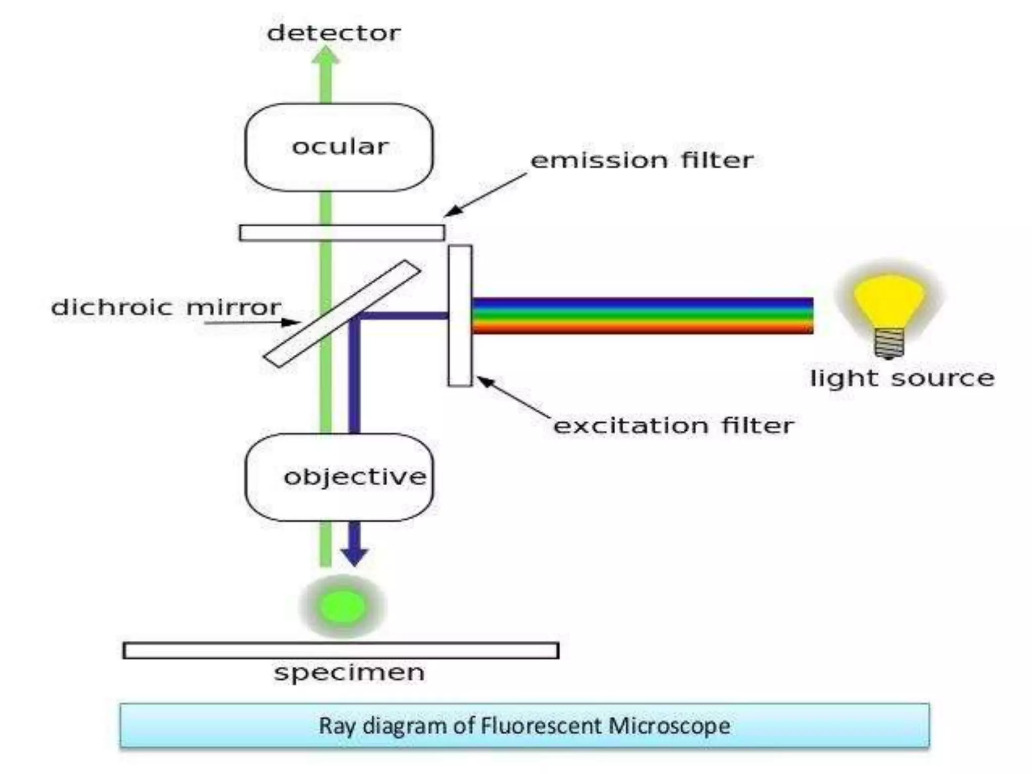 Microscopy | PPT