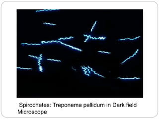 Microscopy | PPTX