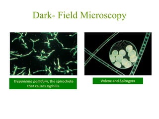 Microscopy.pptx