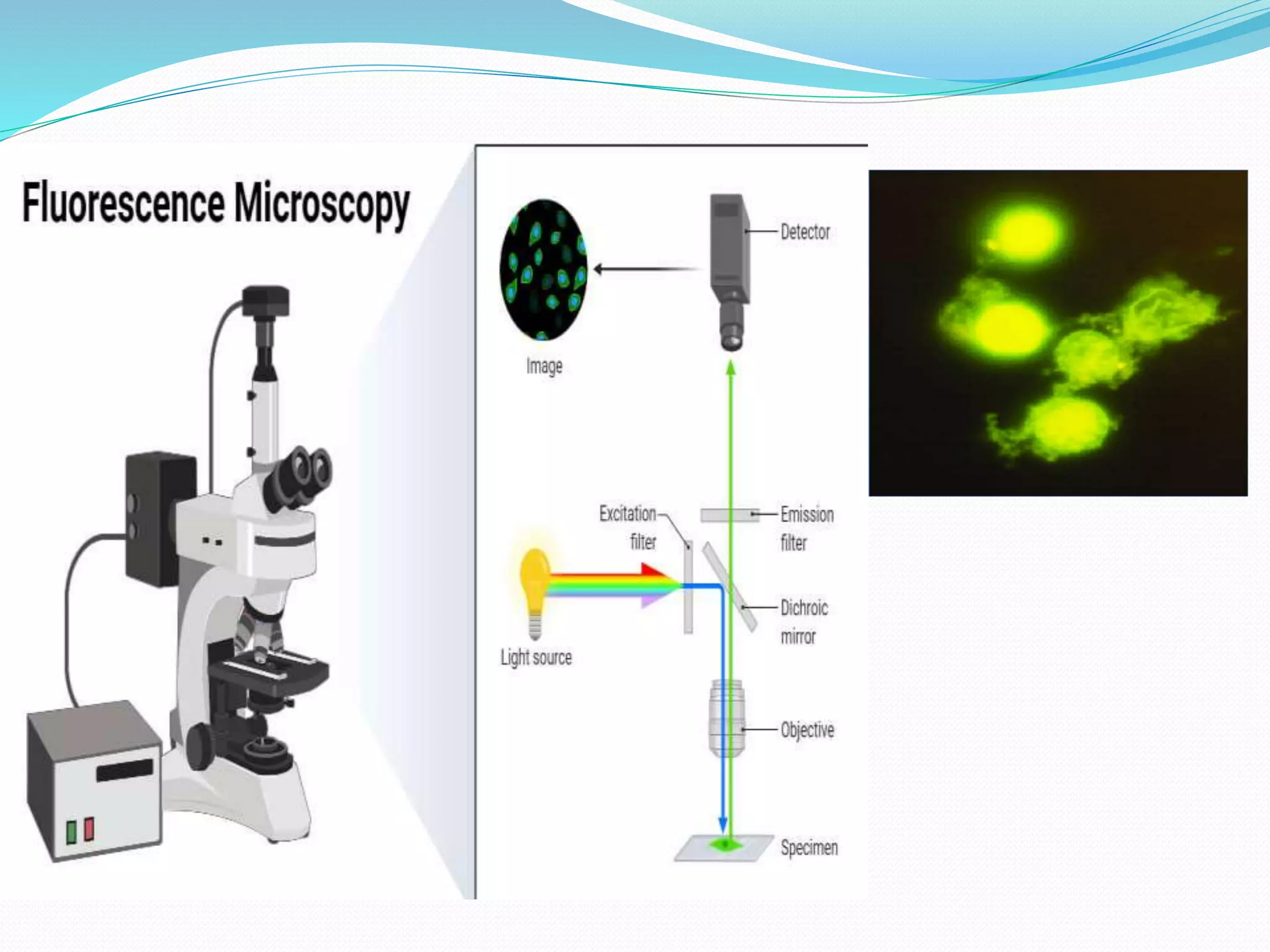 MICROSCOPY.pptx | Physics | Science