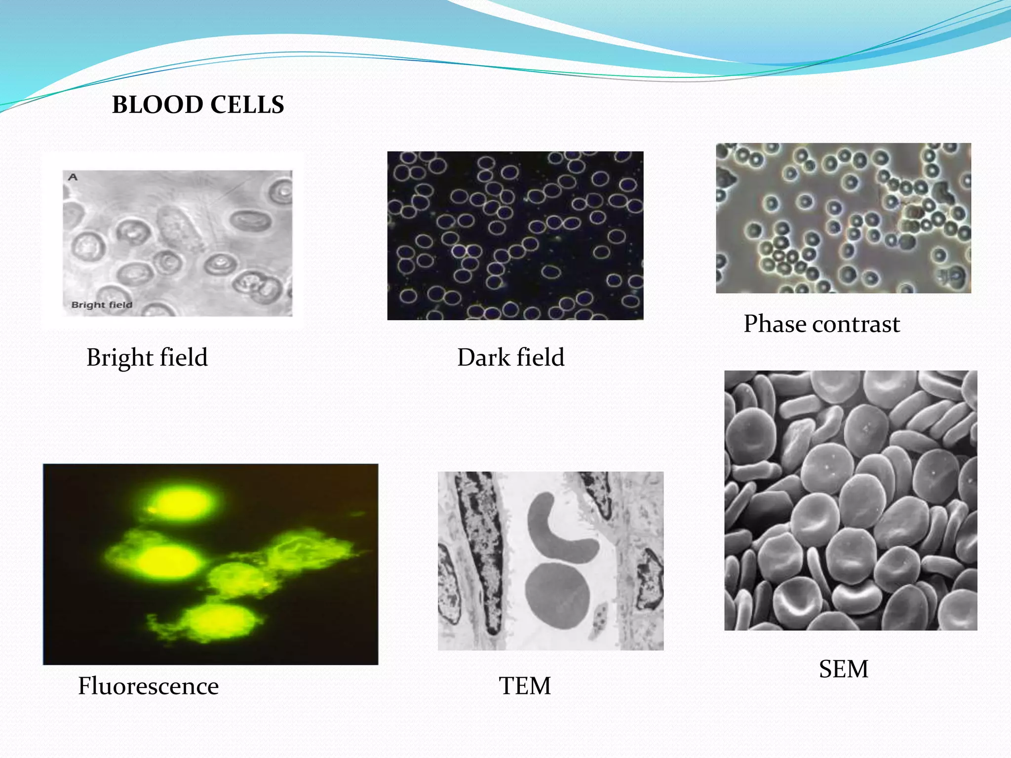 MICROSCOPY.pptx | Physics | Science