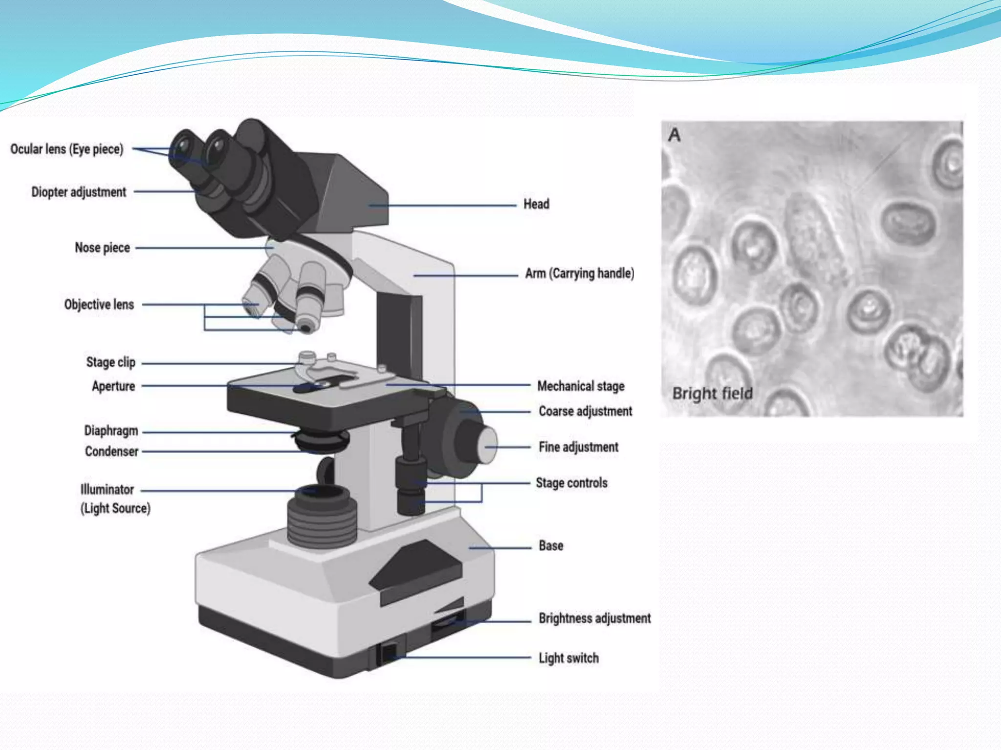 MICROSCOPY.pptx | Physics | Science