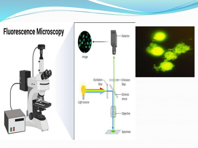 MICROSCOPY.pptx | Physics | Science