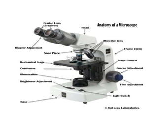 Microscopy.ppt Microscopy.pptvMicroscopy.pptMicroscopy.pptMicroscopy ...