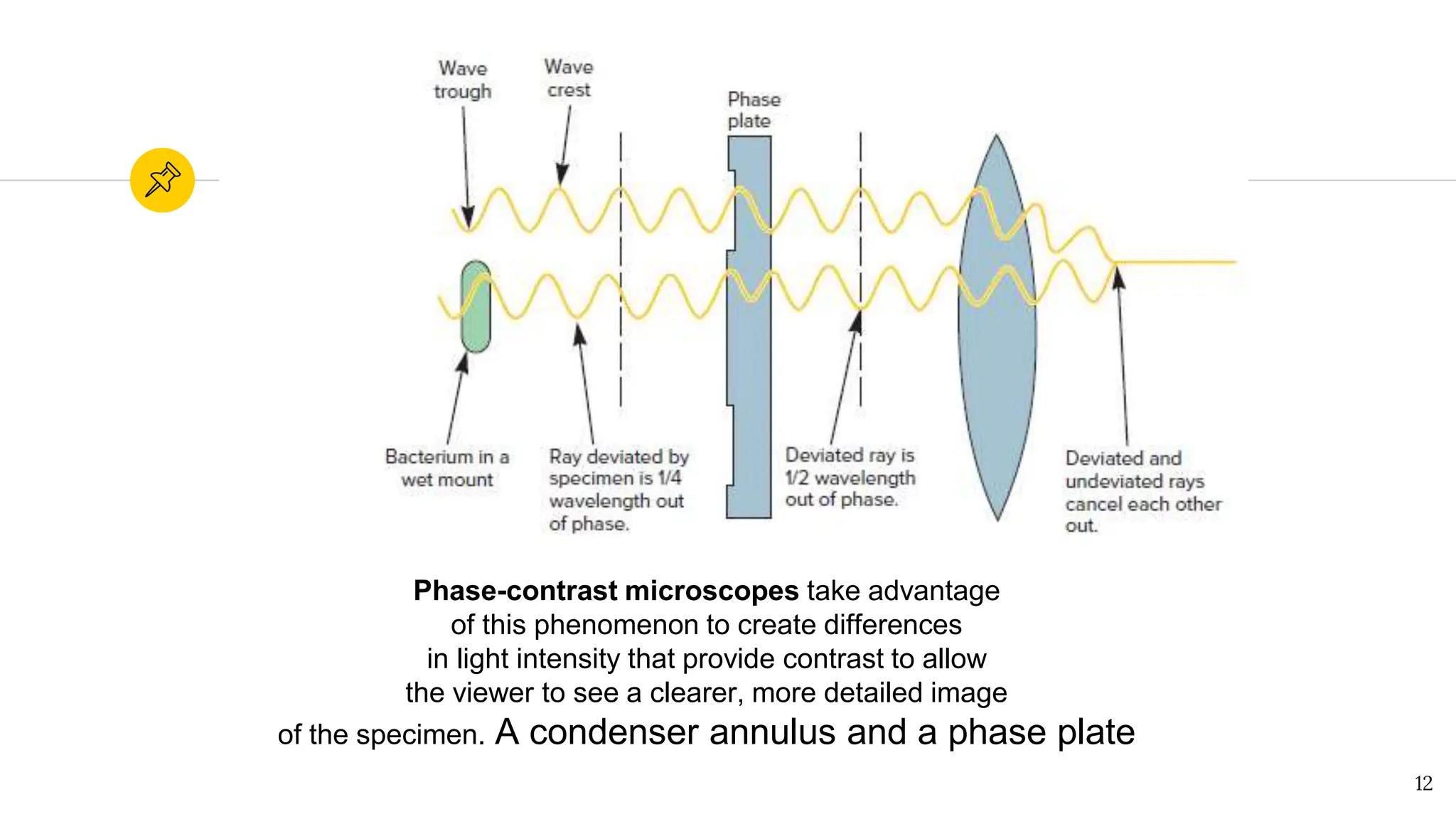 Principles of microscopy: A microscope is an instrument that produces ...