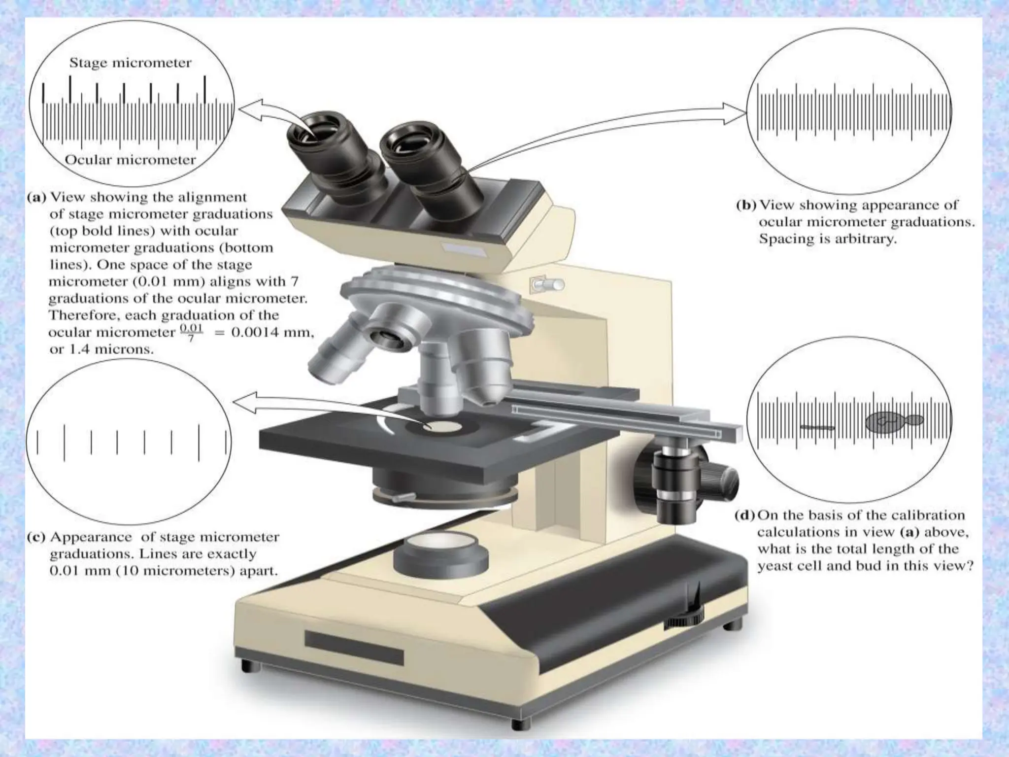 MICROSCOPY.pdf.......................... | PDF