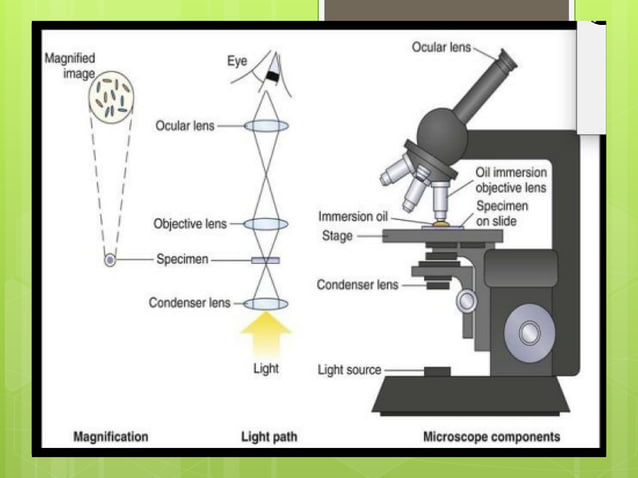 MICROSCOPY, Light Microscopy, Magnification, Resolution, Contrast.pptx