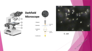 Understanding cell biology with microscopy | PPTX