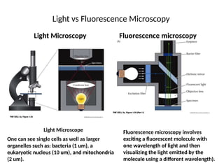 Microscopy-3 Cell biology microscope labs | PPTX